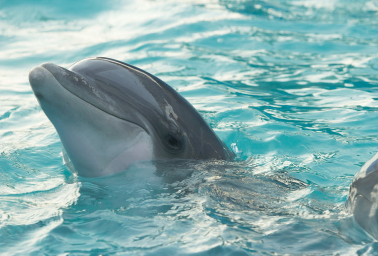 Fascinating Creatures of the Water World: Meet the Aquatic Animals ...